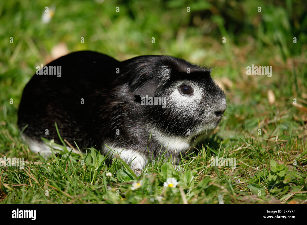 Tier cavia porcellus hi-res stock photography and images - Alamy