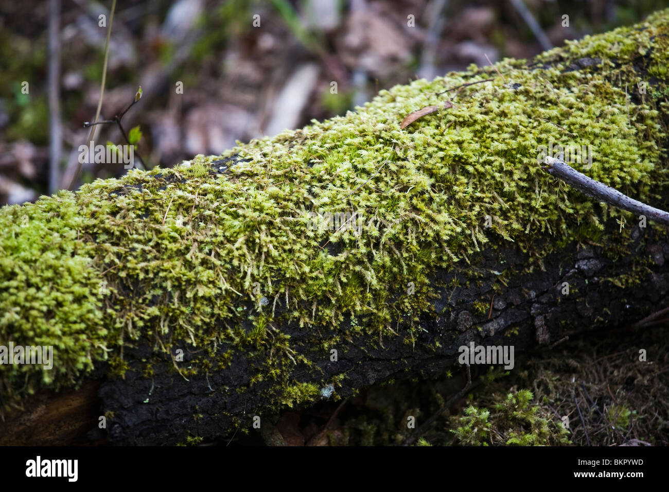 Decaying log hi-res stock photography and images - Alamy
