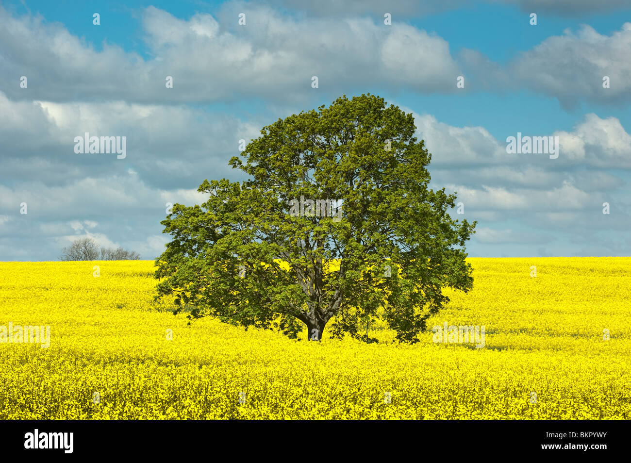 Solitary tree gowing in a field of yellow flowering oilseed rape ...