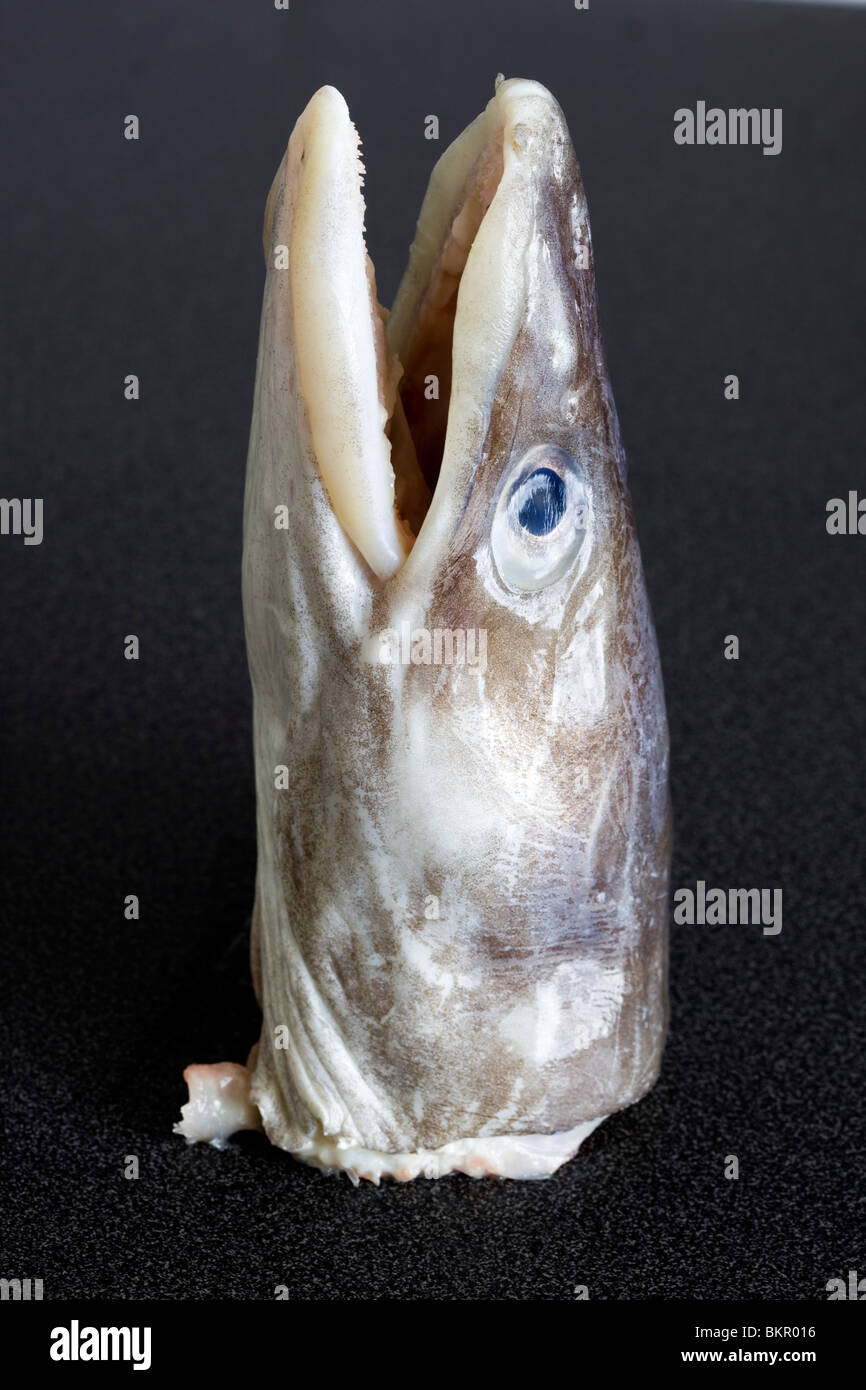 Conger Eel Head Stock Photo - Alamy