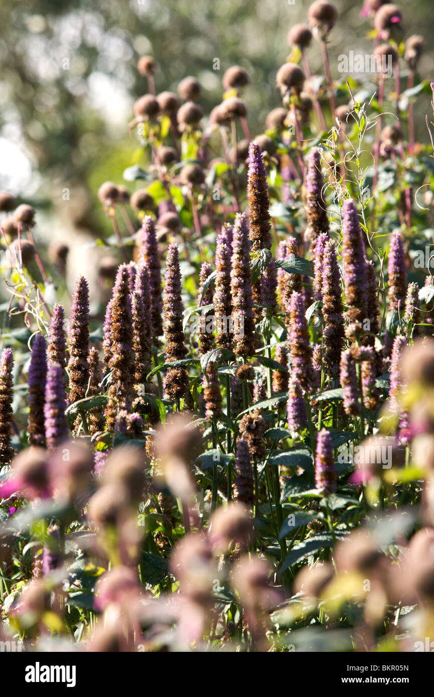 Flowers plants eden project hi-res stock photography and images - Alamy