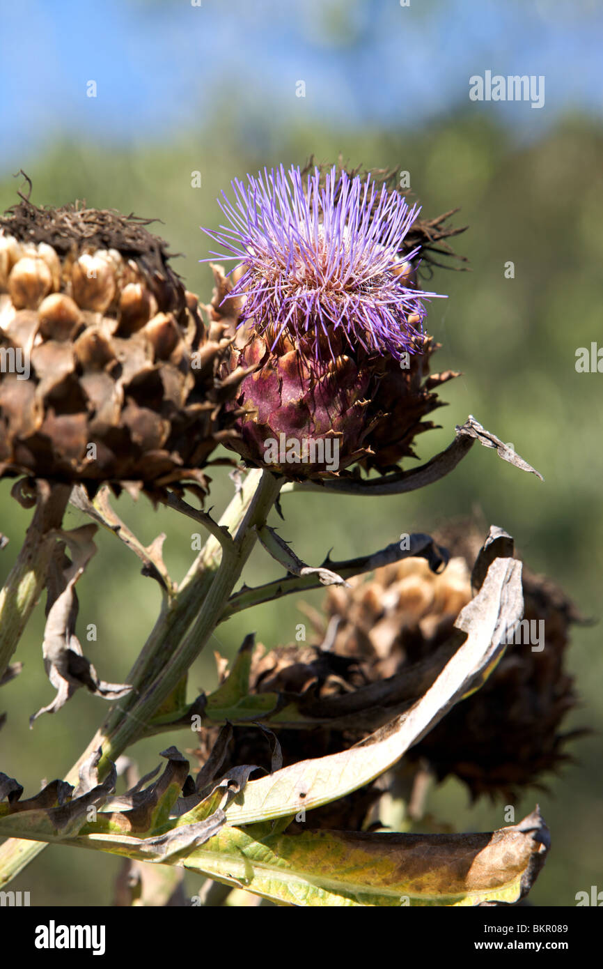 Flowers and plants at the Eden Project Stock Photo - Alamy