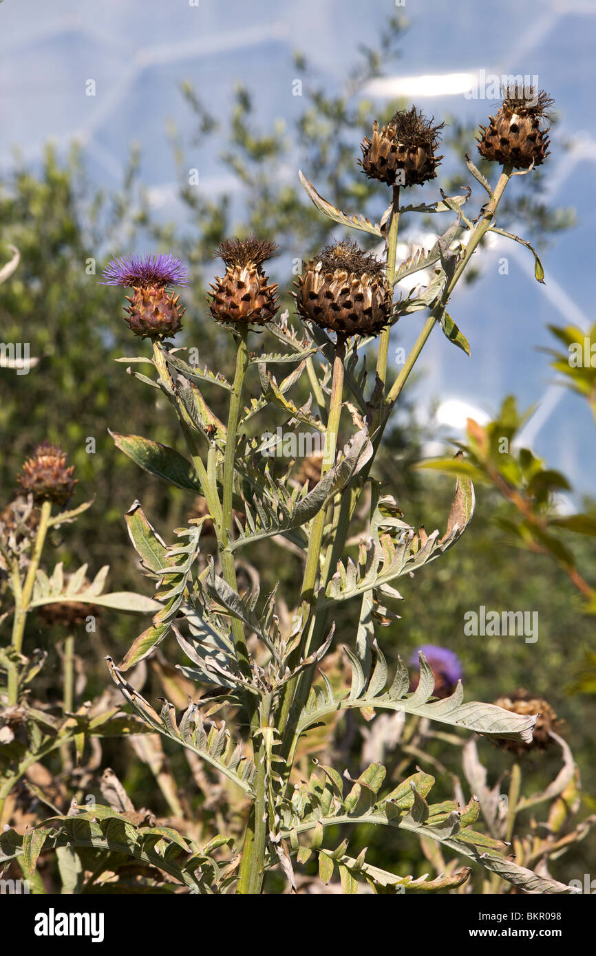 Flowers and plants at the Eden Project Stock Photo - Alamy