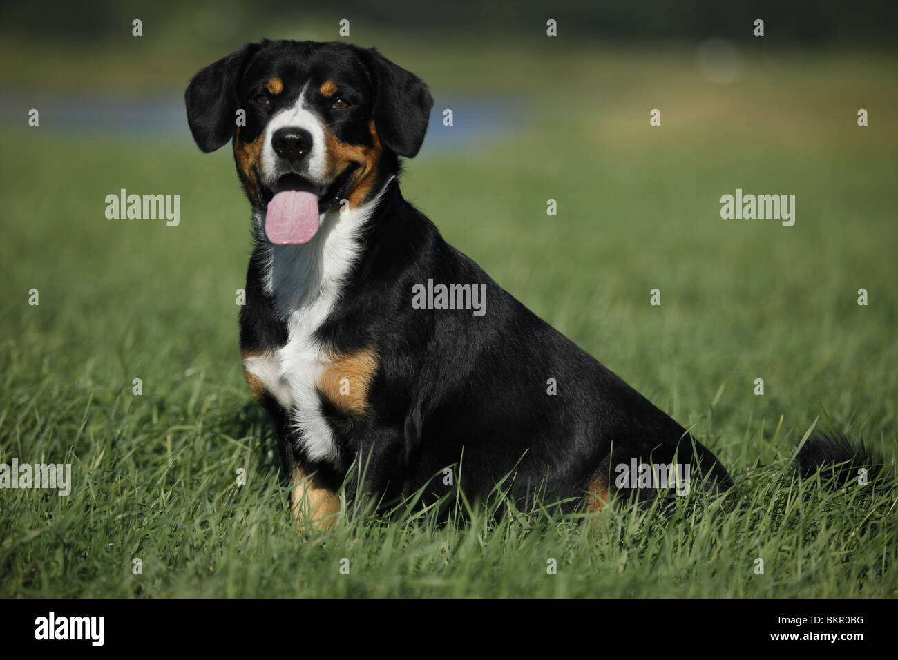 Entlebucher mountain dog hi-res stock photography and images - Alamy