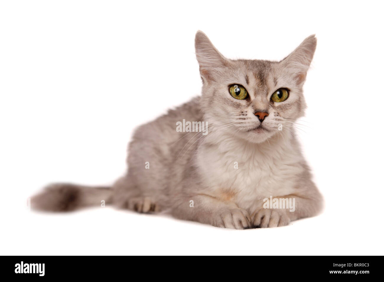 Somali breed Cut Out Stock Images & Pictures - Alamy