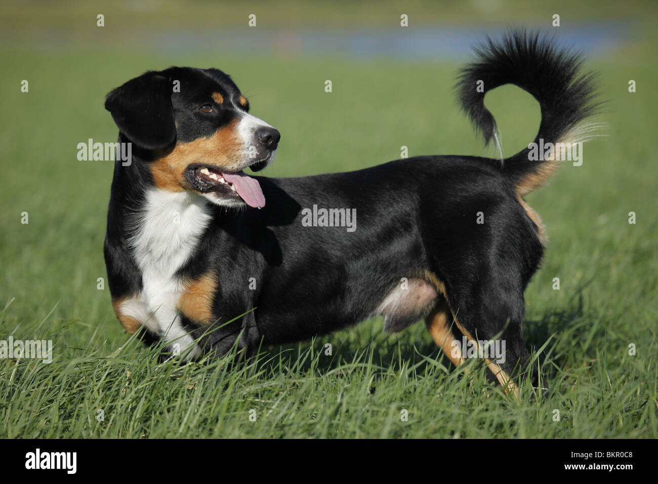stehender Entlebucher Sennenhund / standing Entlebucher Mountain Dog ...