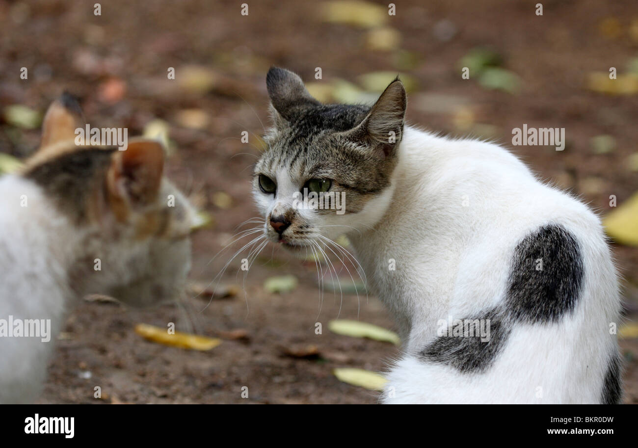 Angry cats hi-res stock photography and images - Alamy