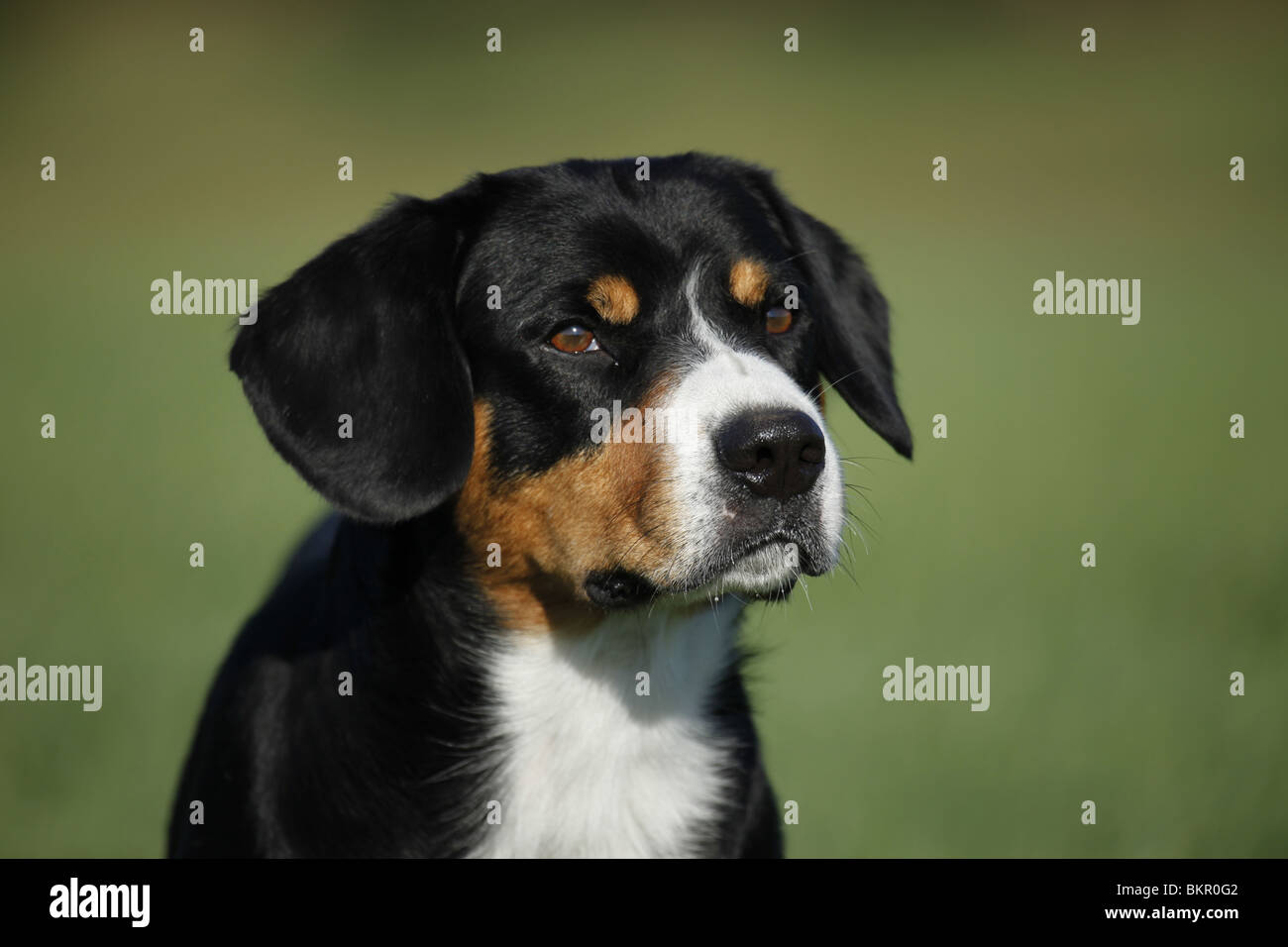 Entlebucher Sennenhund Portrait / Entlebucher Mountain Dog Stock Photo ...