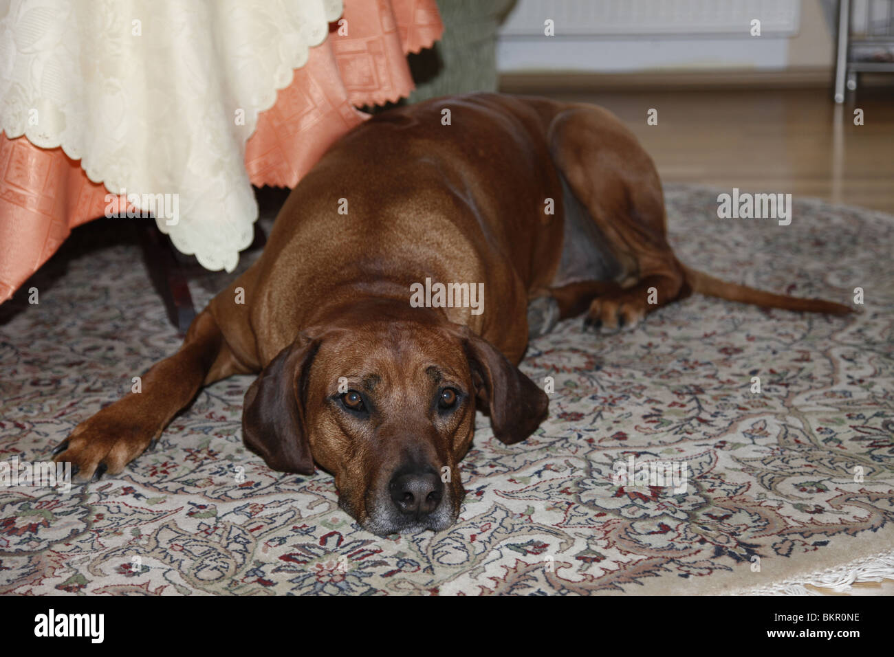 Jagdhund hi-res stock photography and images - Alamy