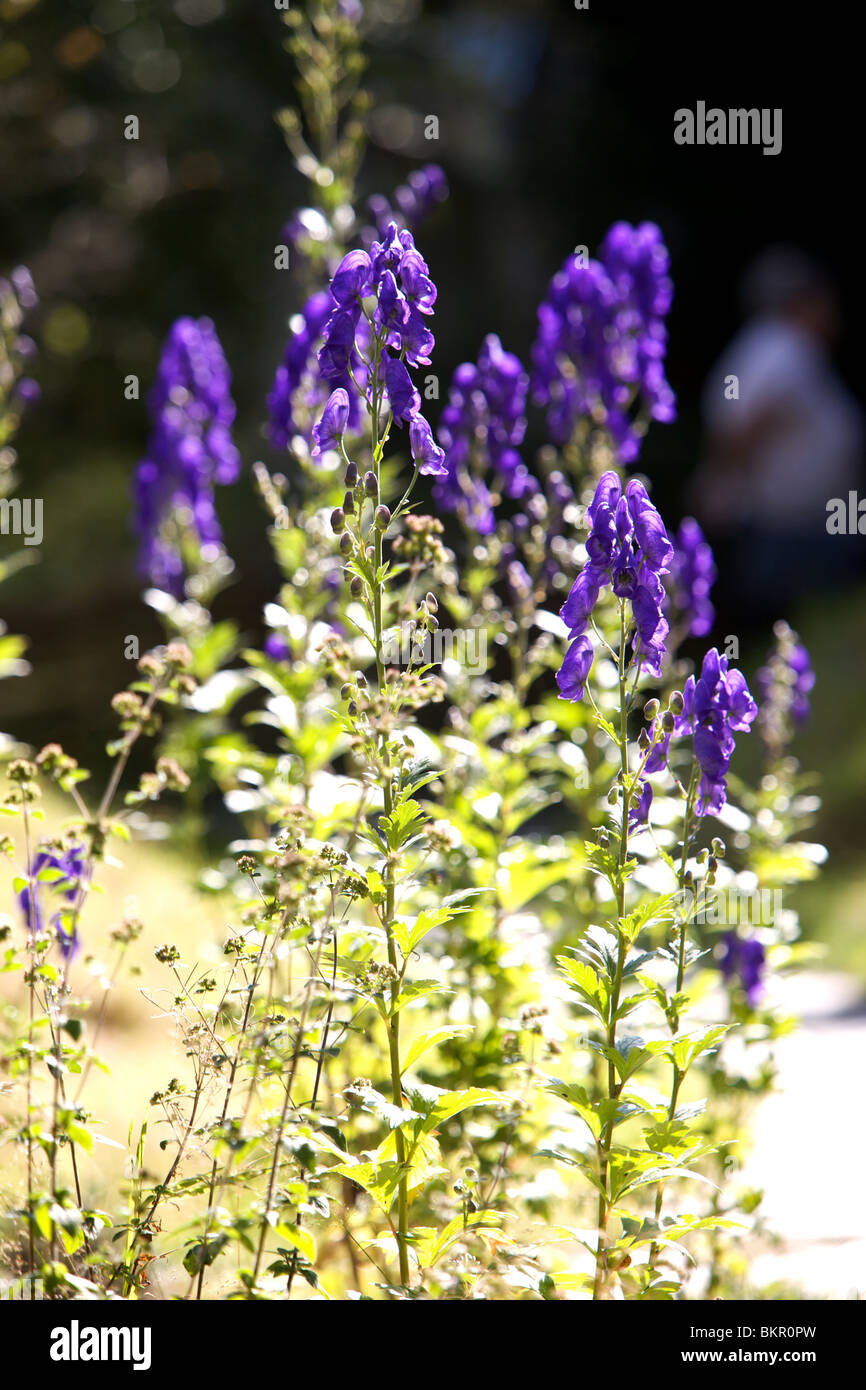 Wild flowers in the English countryside Stock Photo - Alamy