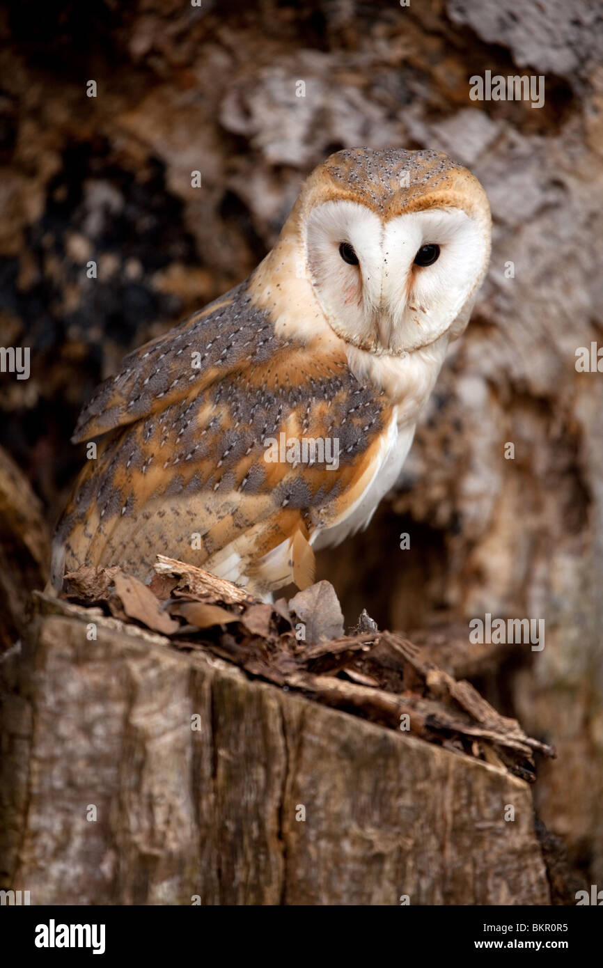 Barn Owl sitting in Tree Stock Photo - Alamy