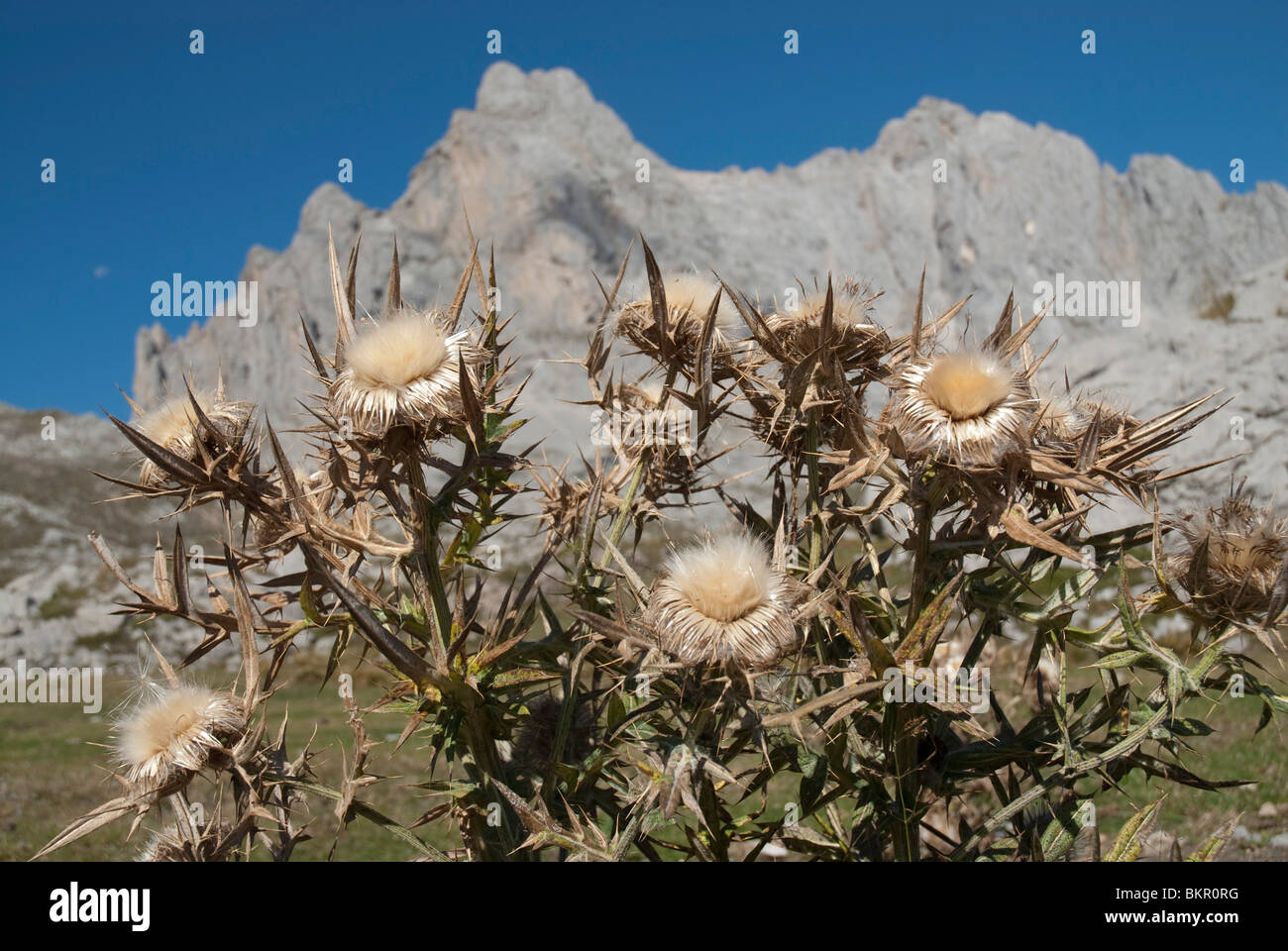 Picos spain hi-res stock photography and images - Alamy