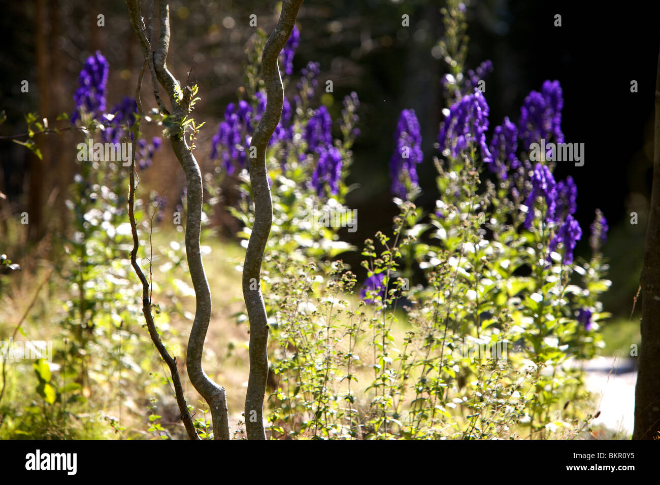 Wild flowers in the English countryside Stock Photo - Alamy
