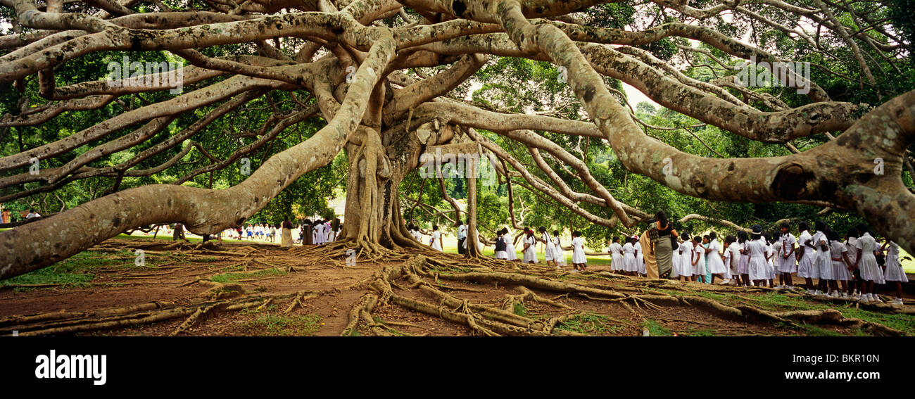 Sri Lanka, Kandy, Peradeniya Botanic Gardens. School girls & a bodhi ...