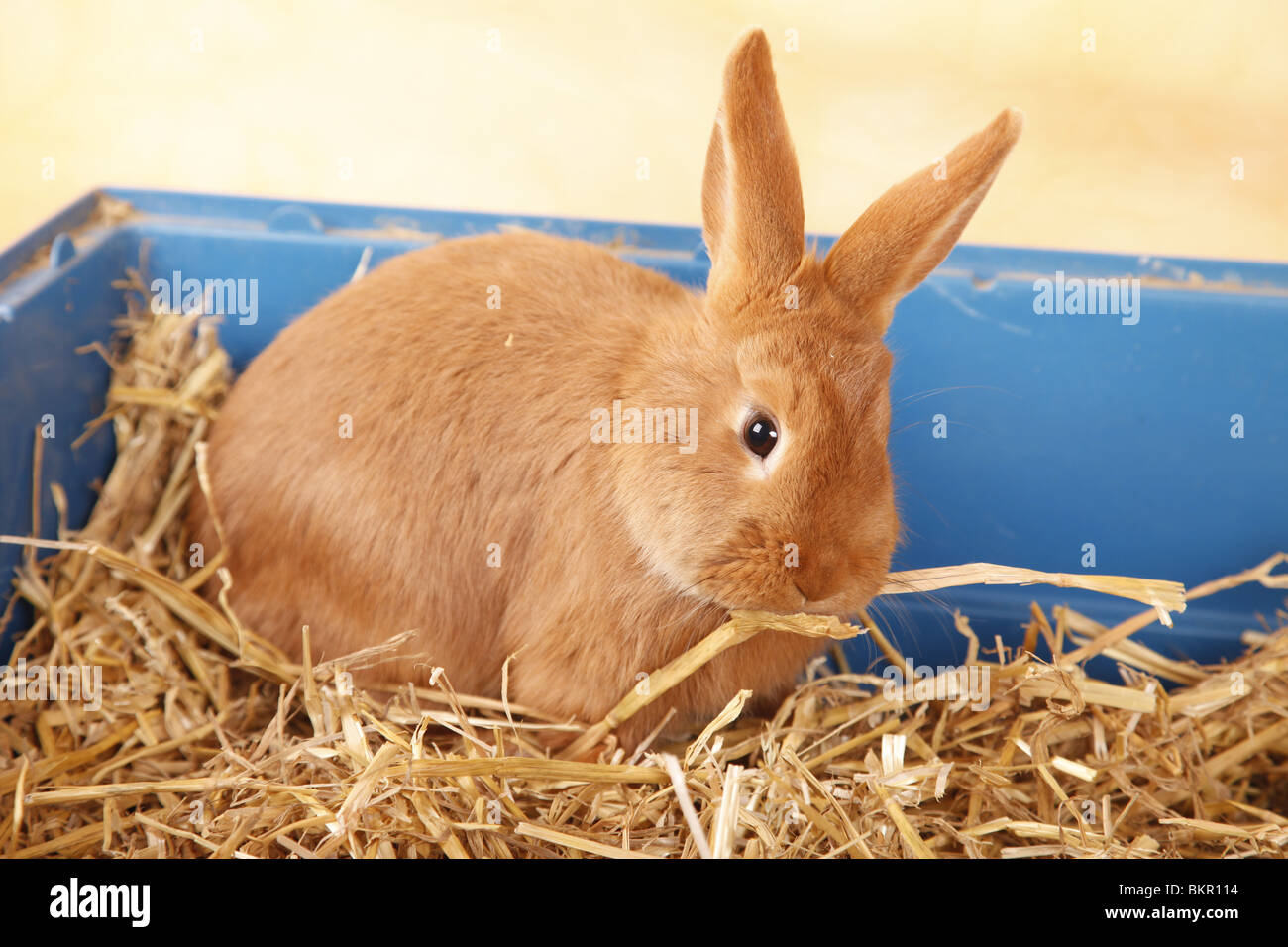 Neuseeländer / rabbit Stock Photo - Alamy