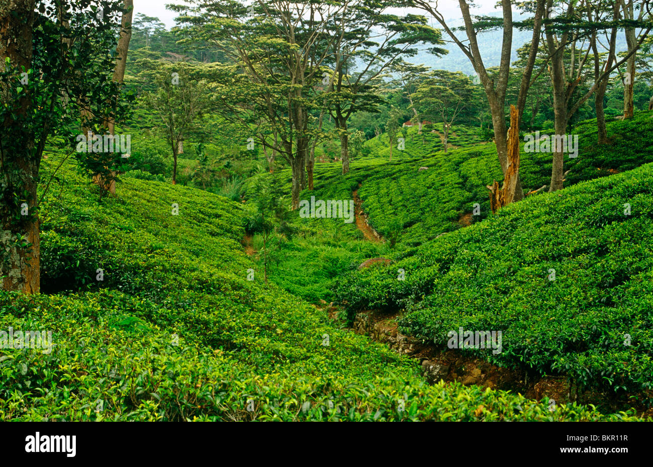 Sri Lanka, Kandy. Tea gardens cloak the hills near Kandy at the Hantane ...