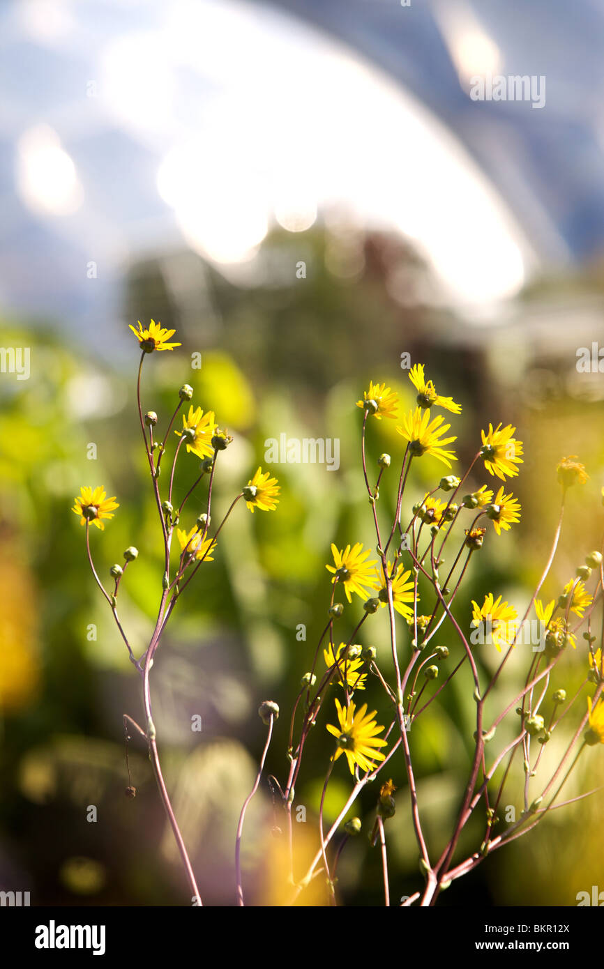 Wild flowers in the English countryside Stock Photo - Alamy