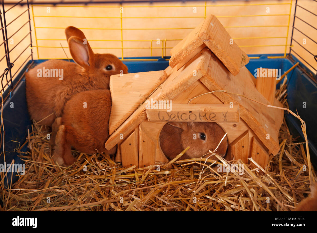 Rabbit stall hi-res stock photography and images - Alamy