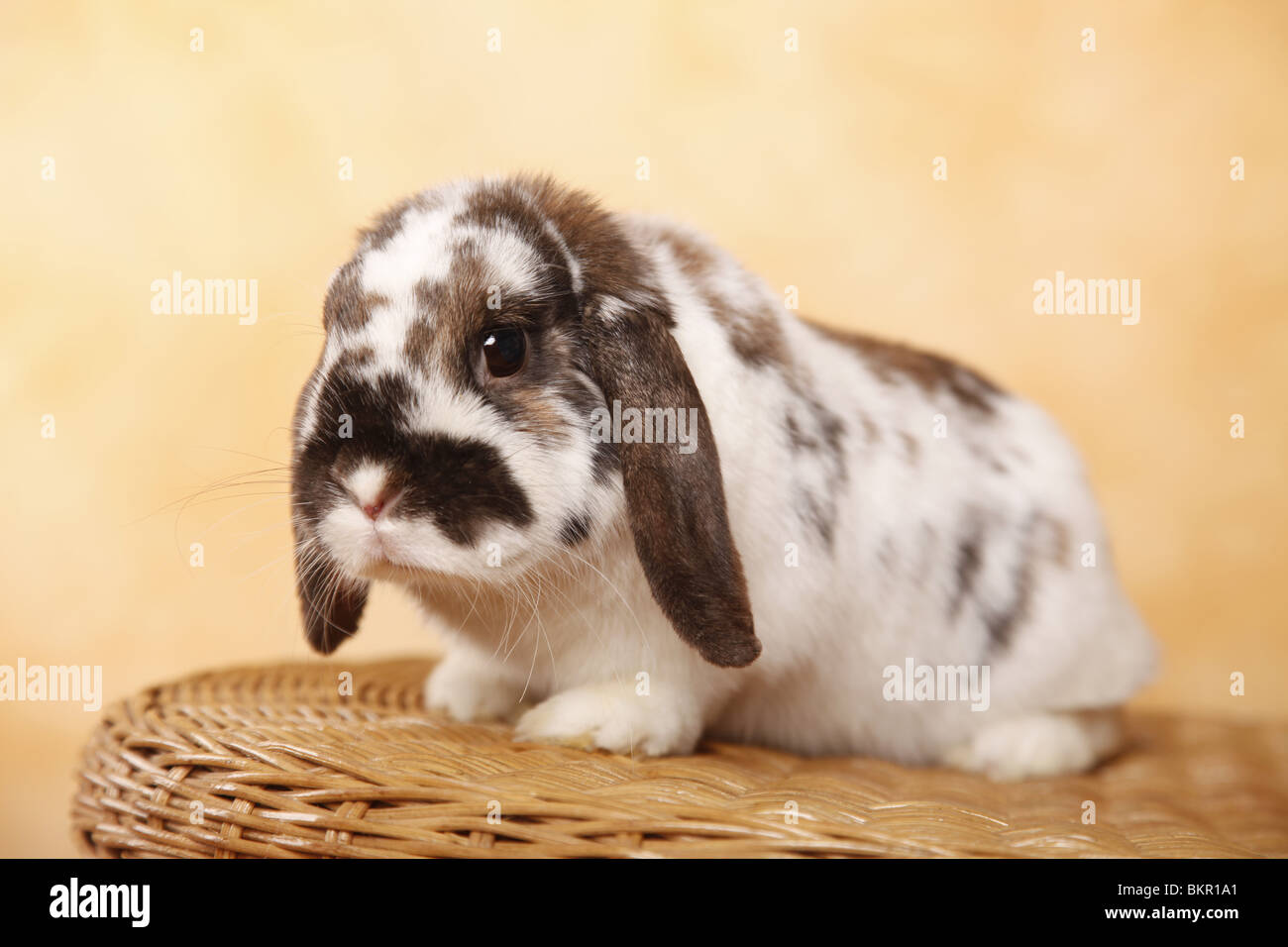 Zwergwidder / dwarf lop Stock Photo - Alamy