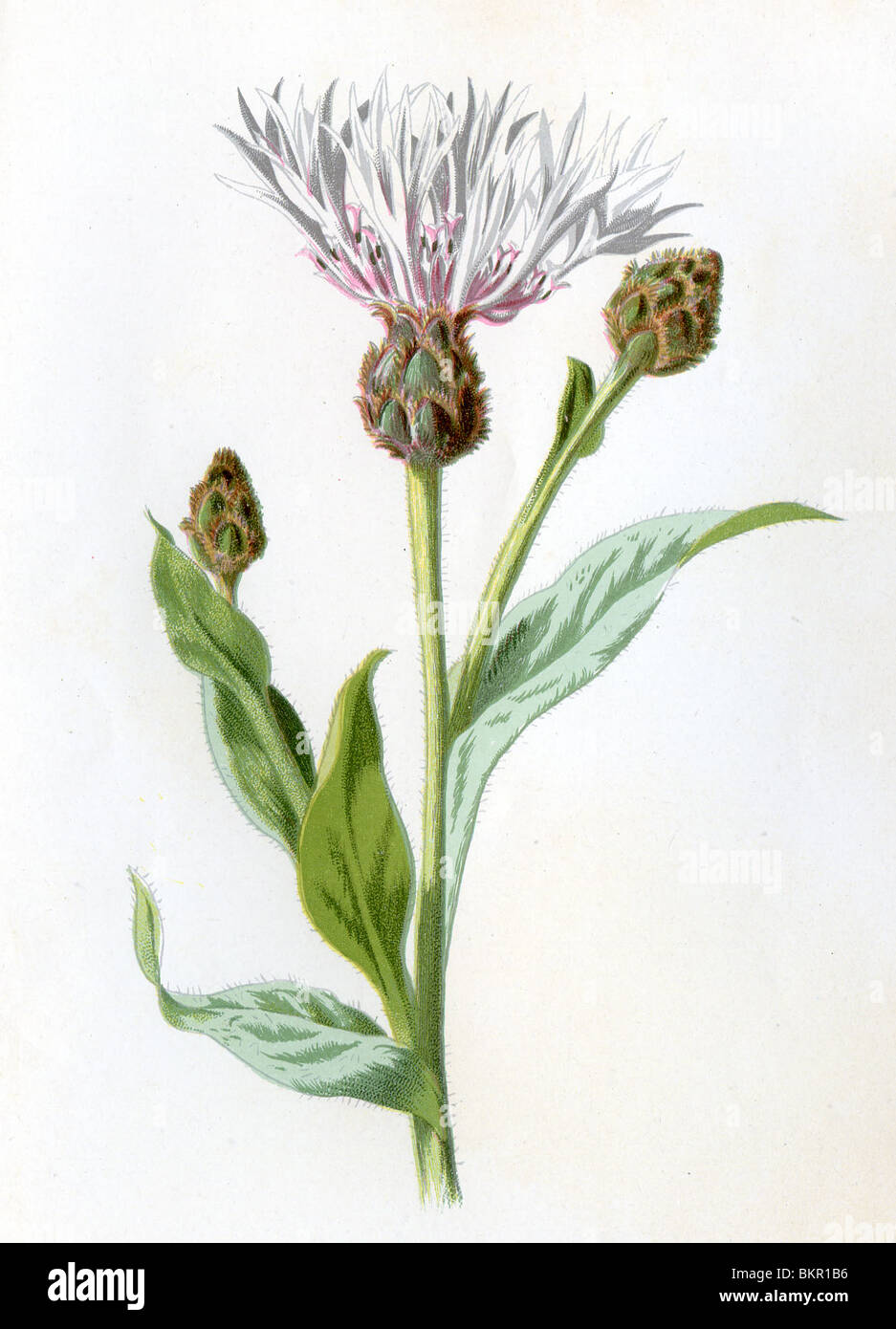 Cornflower drawing hi-res stock photography and images - Alamy