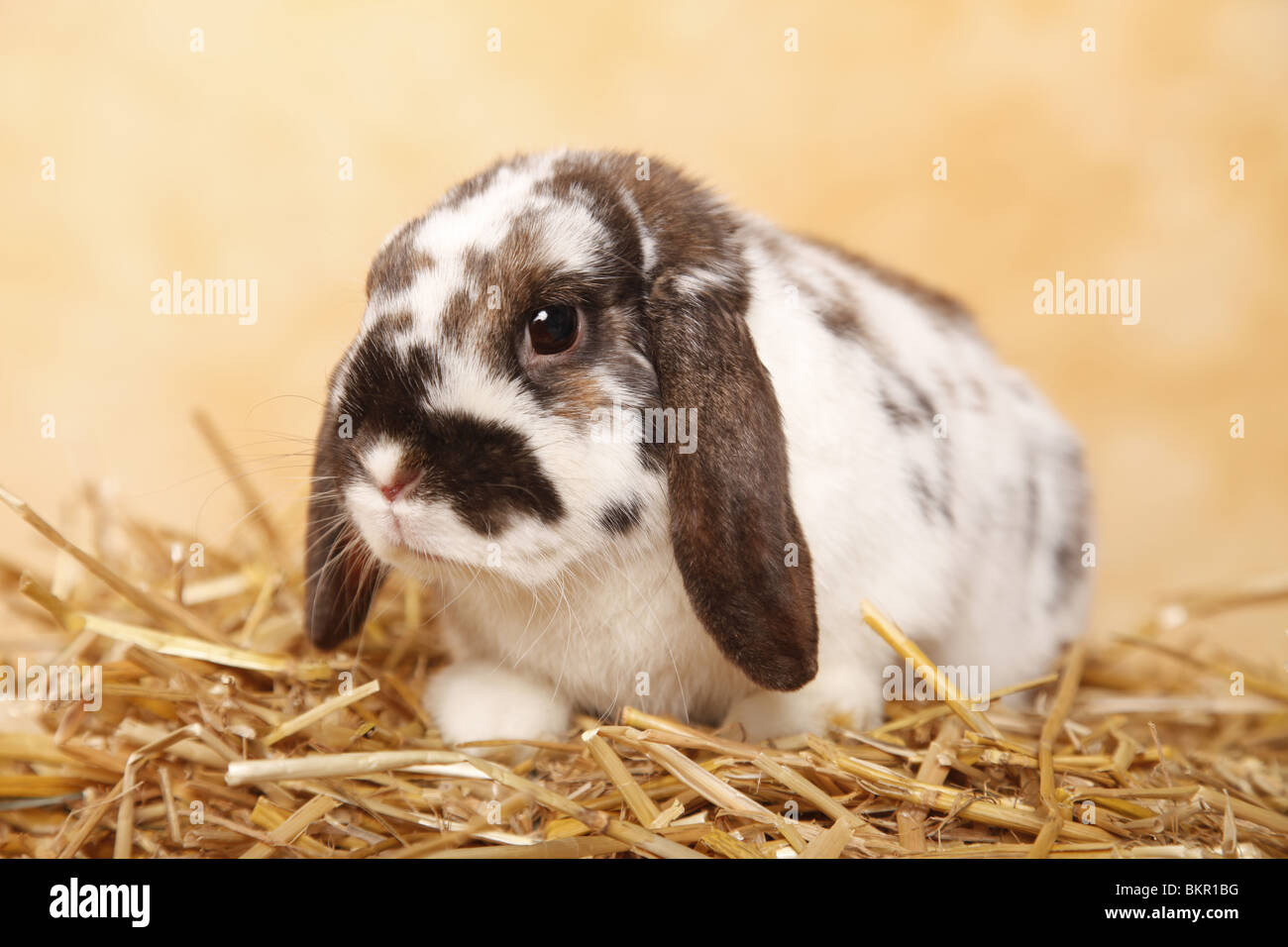 Dwarf animals hi-res stock photography and images - Alamy