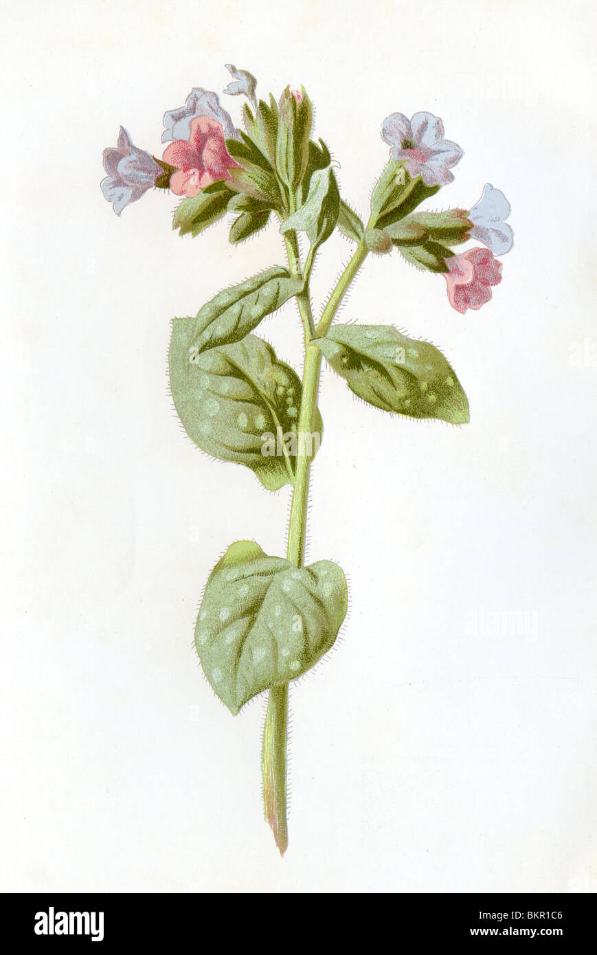 Genus pulmonaria hi-res stock photography and images - Alamy