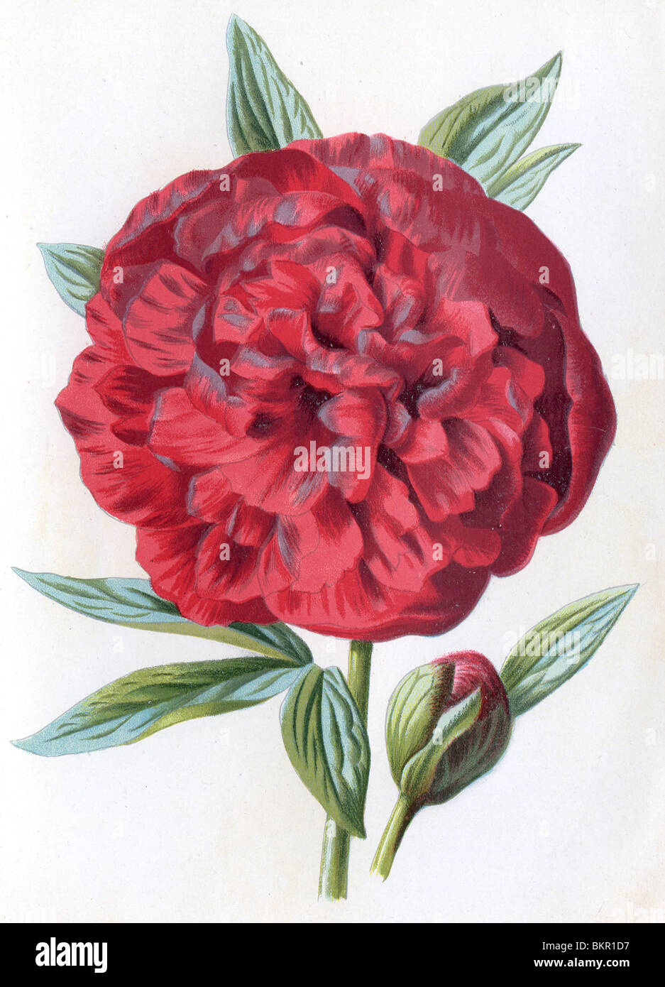 Peony drawing hi-res stock photography and images - Alamy