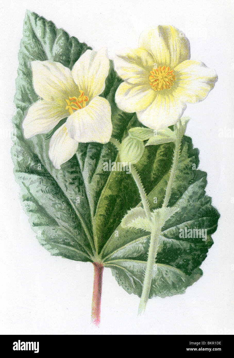 Begonia historical hi-res stock photography and images - Alamy