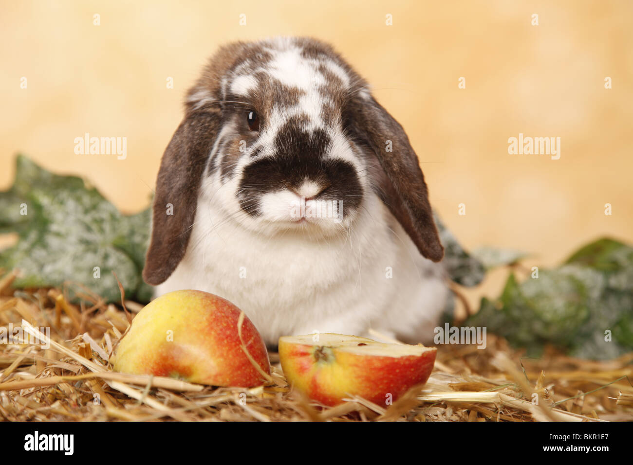 Zwergwidder / dwarf lop Stock Photo - Alamy