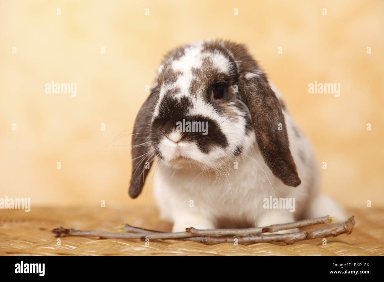 Zwergwidder / dwarf lop Stock Photo - Alamy