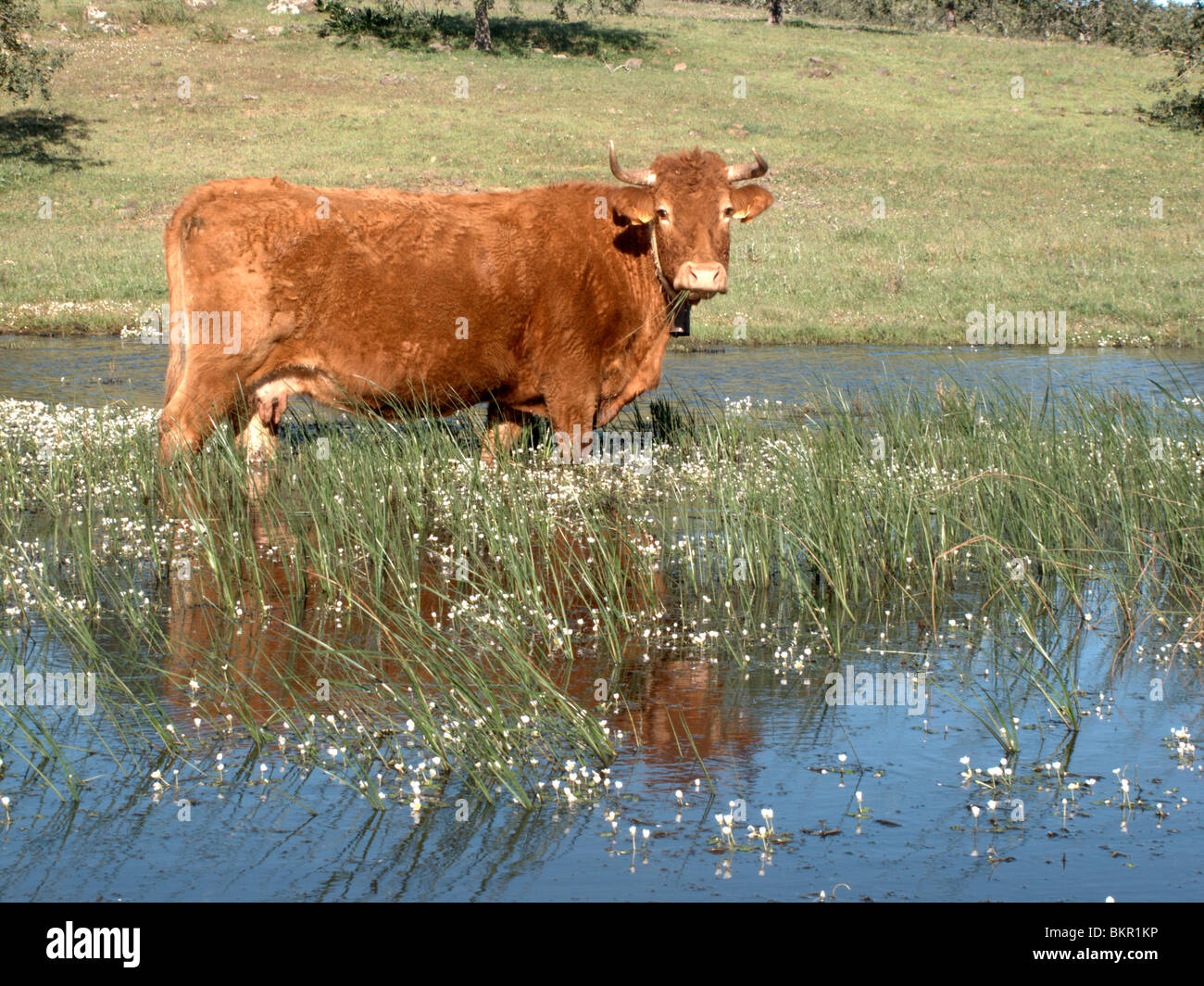 Cattle of portugal hi-res stock photography and images - Alamy