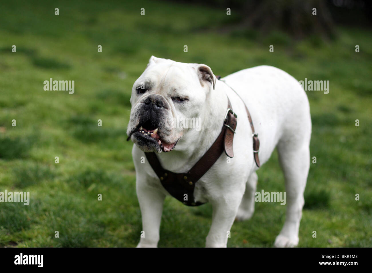 British Bull Dog in a park in London Stock Photo - Alamy