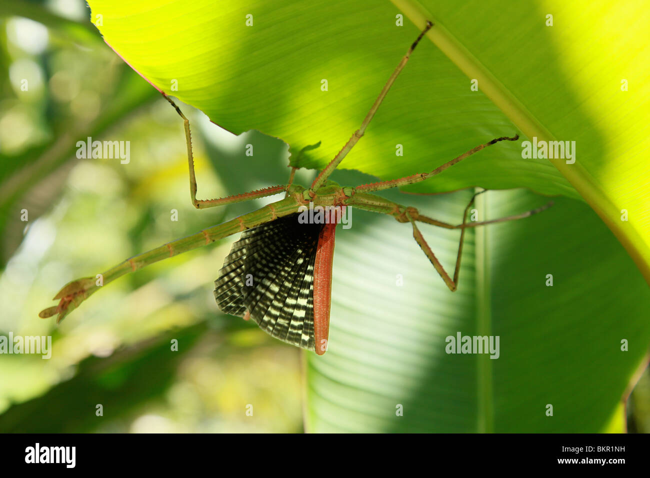 Australian bugs hi-res stock photography and images - Alamy