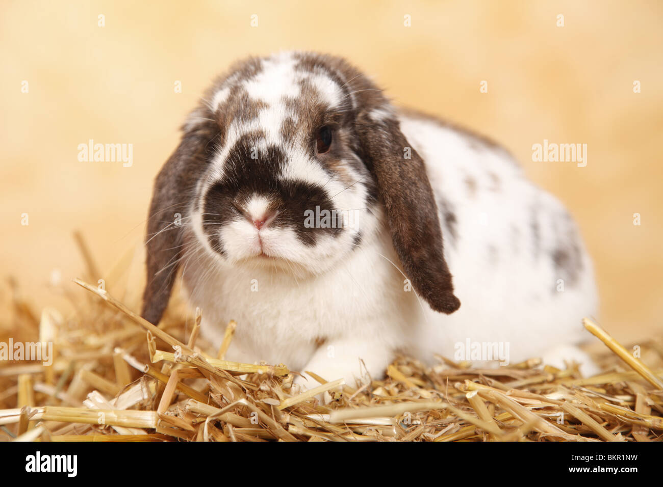 Zwergwidder / dwarf lop Stock Photo - Alamy