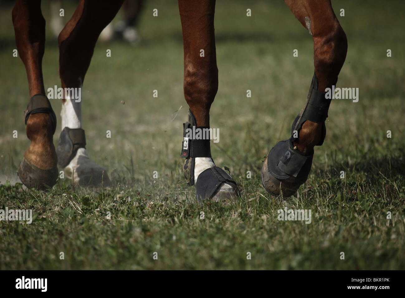 Close up horse trotting hi-res stock photography and images - Alamy