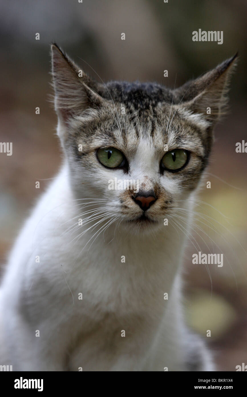 Portrait indian domestic pet cat hi-res stock photography and images ...