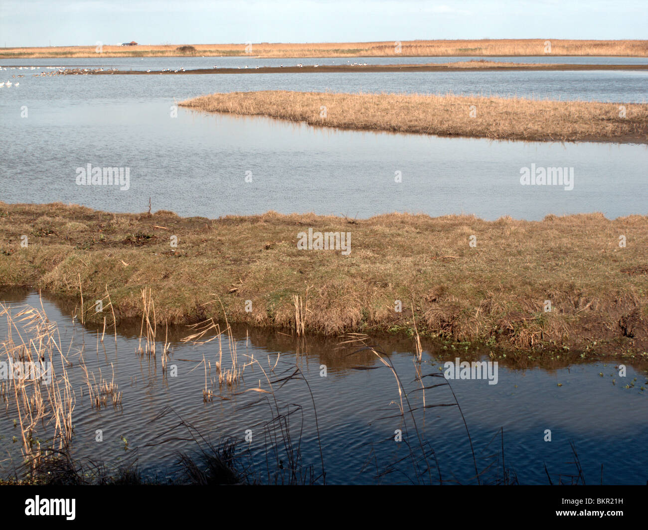 Cley Marshes, North Norfolk, Norfolk Wildlife Trust reserve, UK, March ...