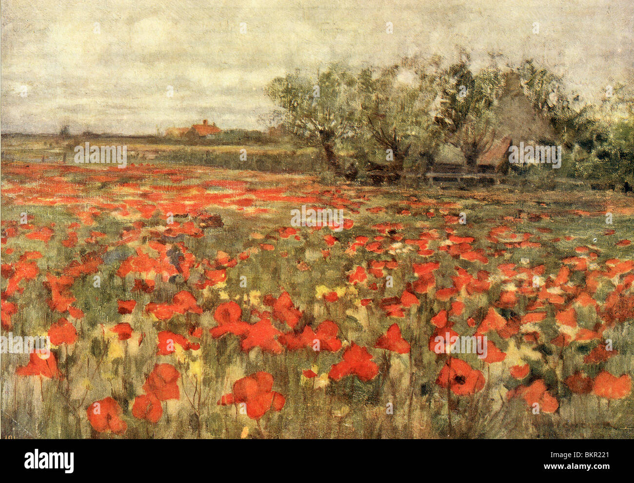 The Poppy Field Stock Photo - Alamy