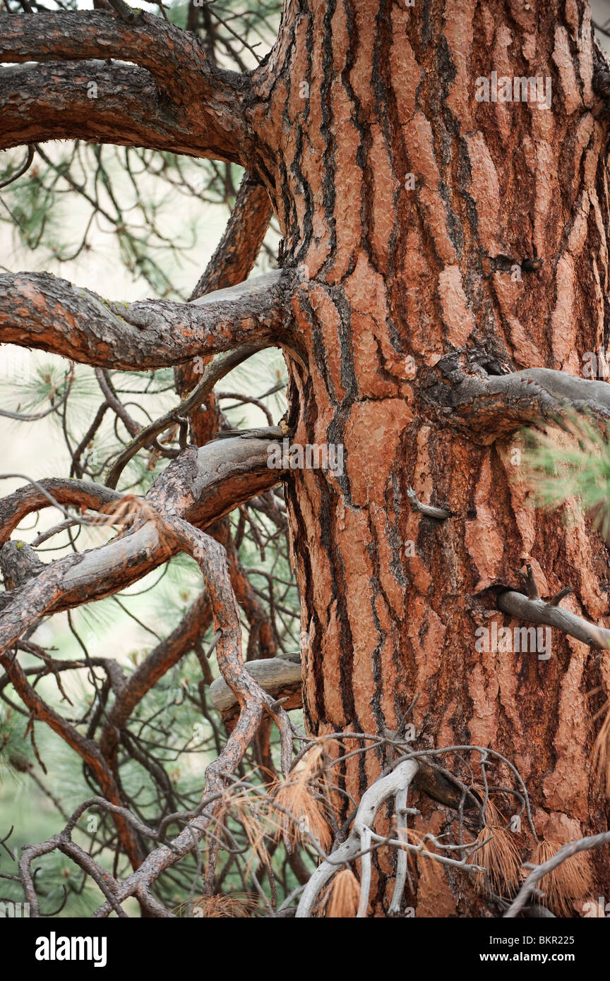 Ponderosa pine hi-res stock photography and images - Alamy