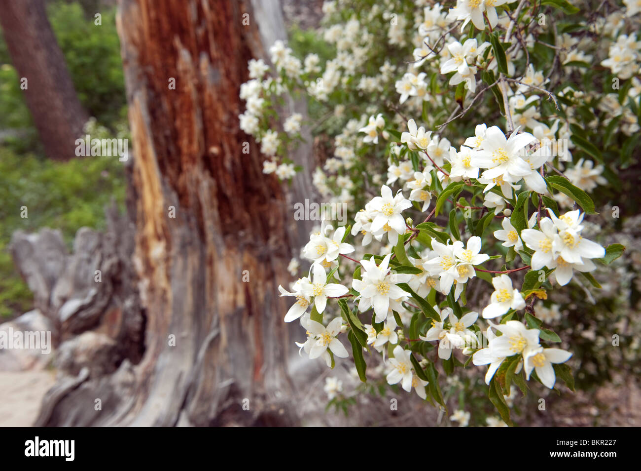 Syringa idaho hi-res stock photography and images - Alamy