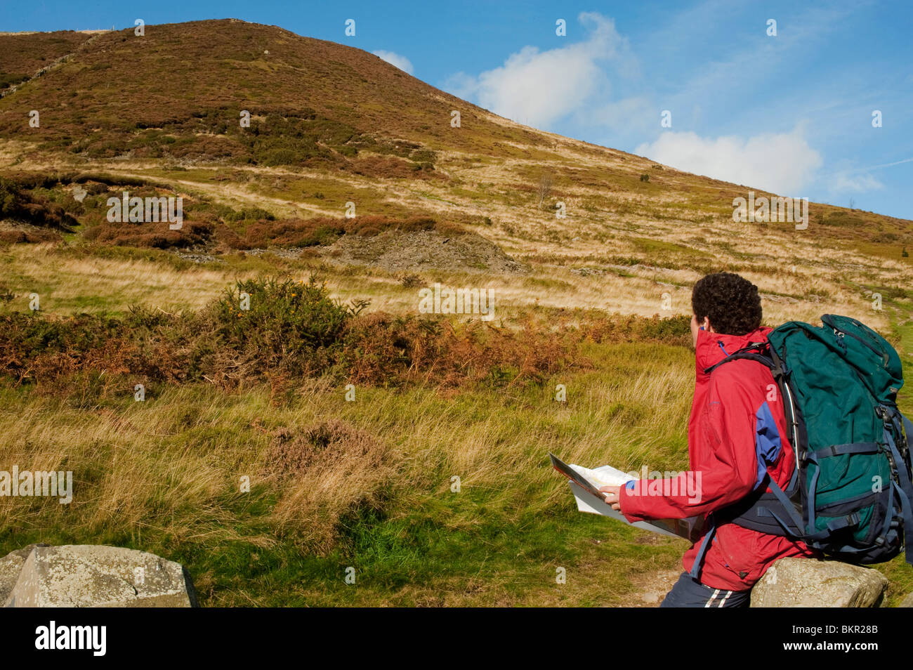 Wales, Clwyd. A trekker stops to read his map as he approaches Moel ...