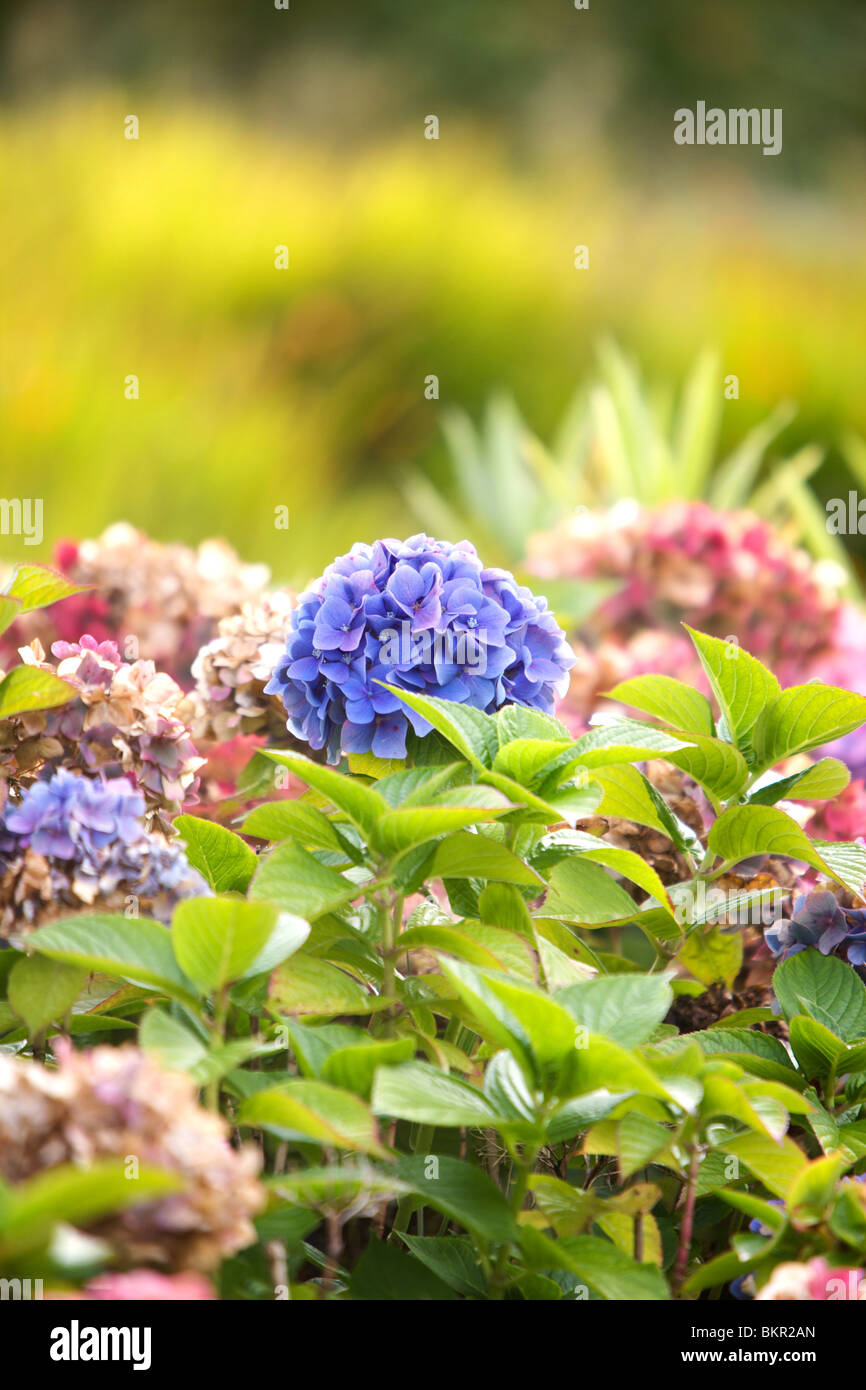 Wild flowers in the English countryside Stock Photo - Alamy