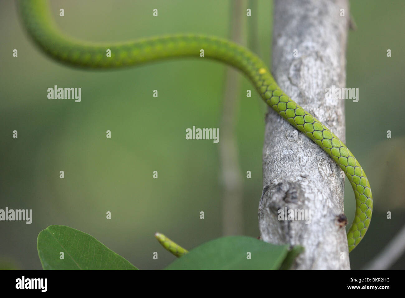 Green mamba hi-res stock photography and images - Alamy
