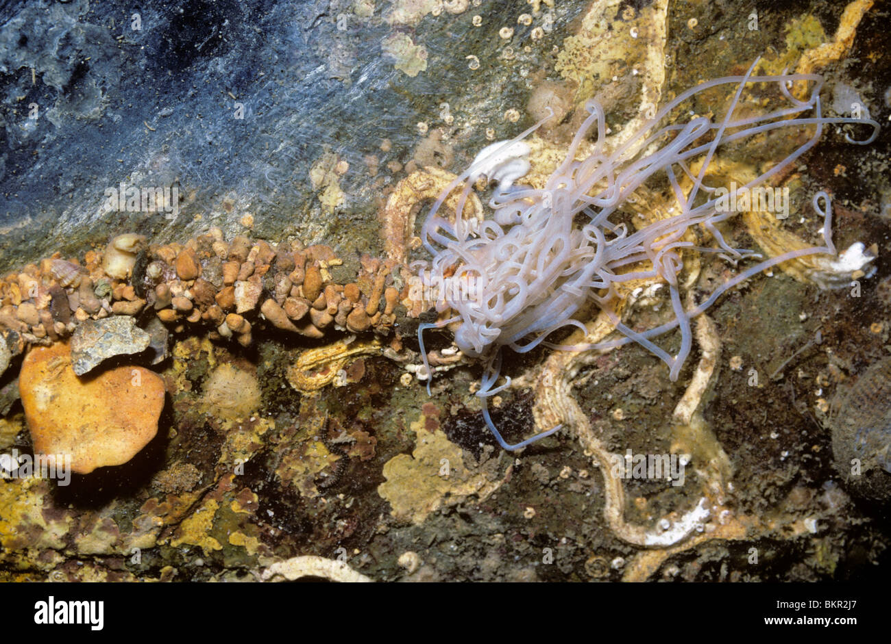 Bristleworm (Amphritides gracilis) showing the white tentacles ...