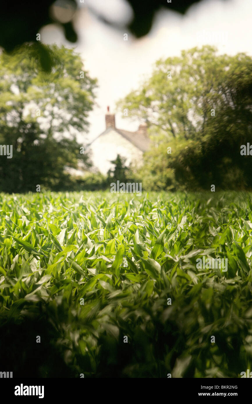 Trelowarren Estate High Resolution Stock Photography and Images - Alamy