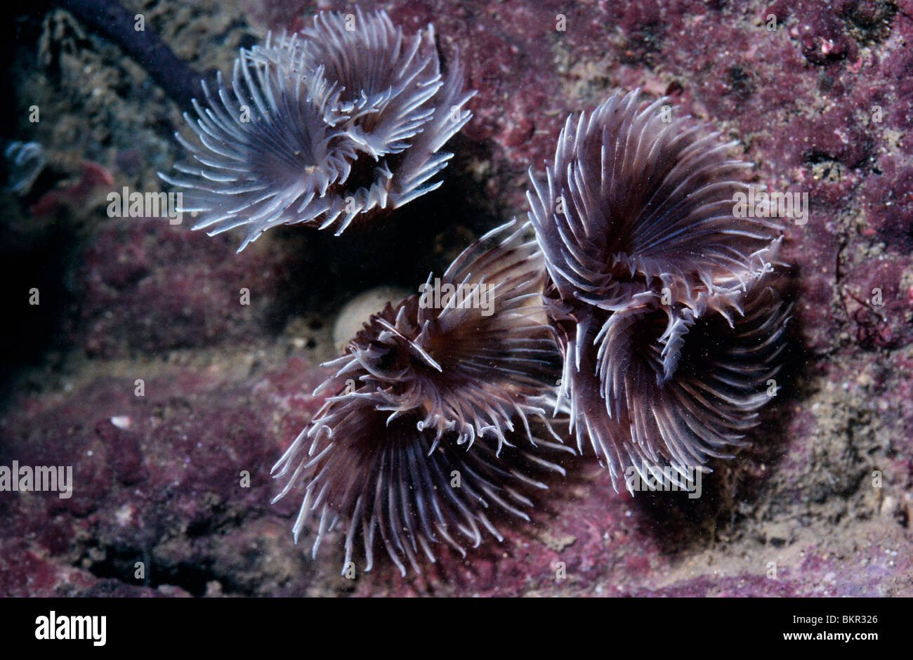 Fan worm, spiral fan worm or twin fan worm (Bispira volutacornis) in a ...