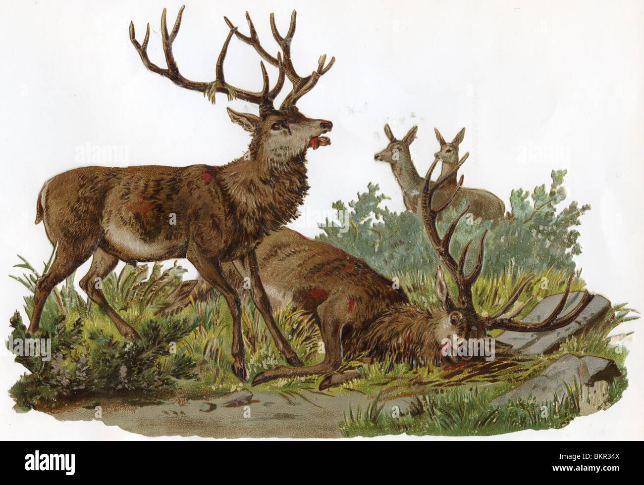 Death of a Deer Stock Photo - Alamy