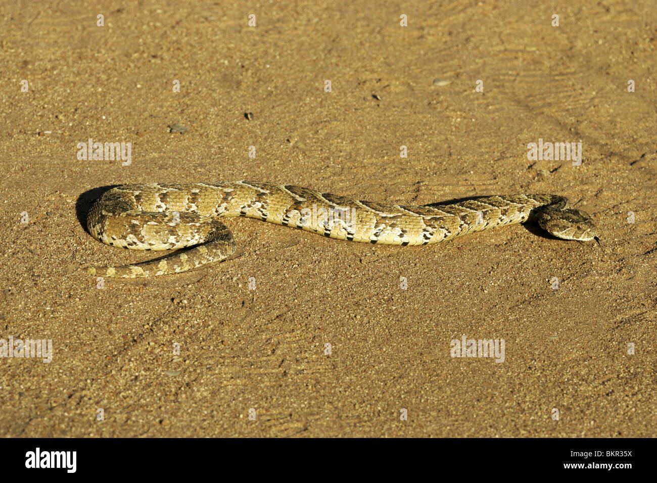 Puff Adder, South Africa Stock Photo - Alamy