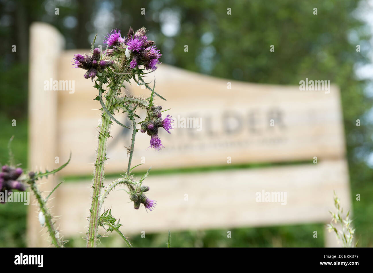 Kielder park hi-res stock photography and images - Alamy