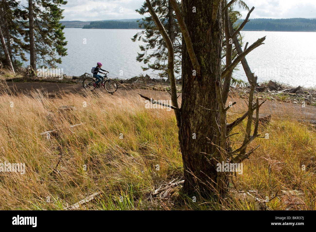 Family cycling along the Lakeside Way, Kielder Water & Forest Park ...